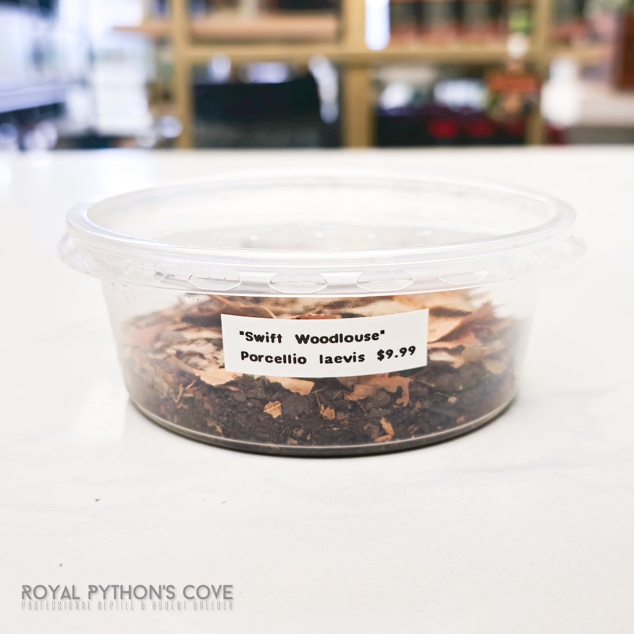 Porcellio laevis "Swift Woodlouse" Isopods | Shipping | Delivery in NJ – Royal Python's Cove