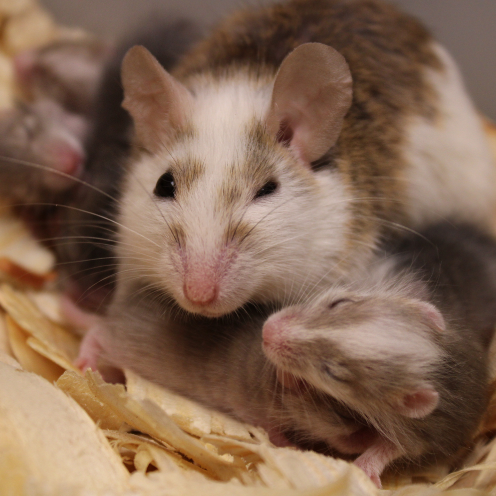 Live African Soft-Furred Rat (ASF): Local Delivery & Pickup South NJ ...