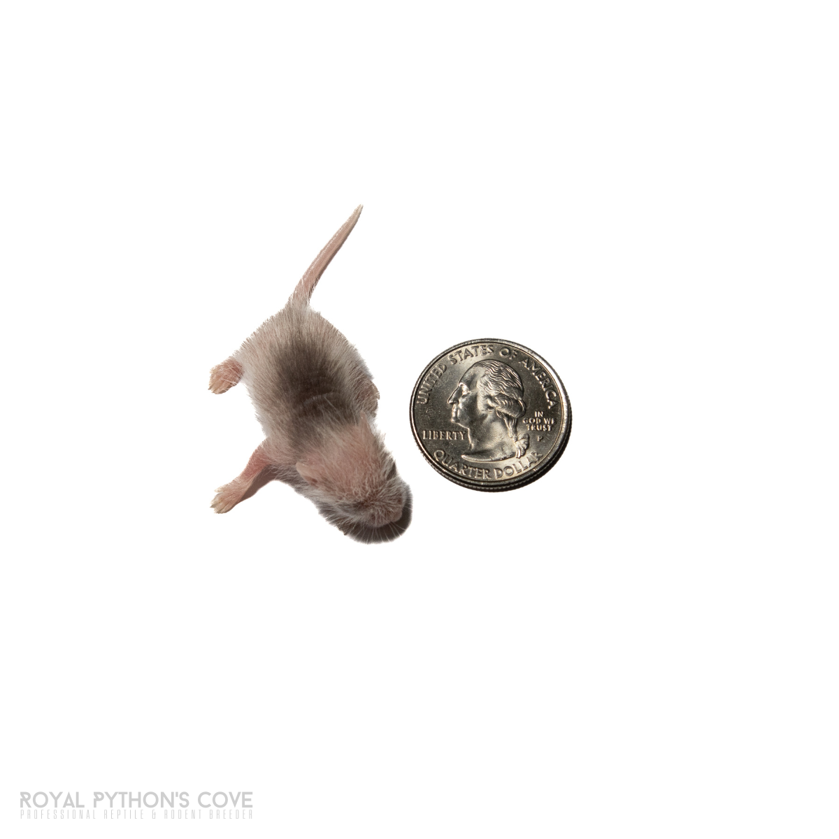 Live African Soft-Furred Rat (ASF): Local Delivery & Pickup South NJ ...