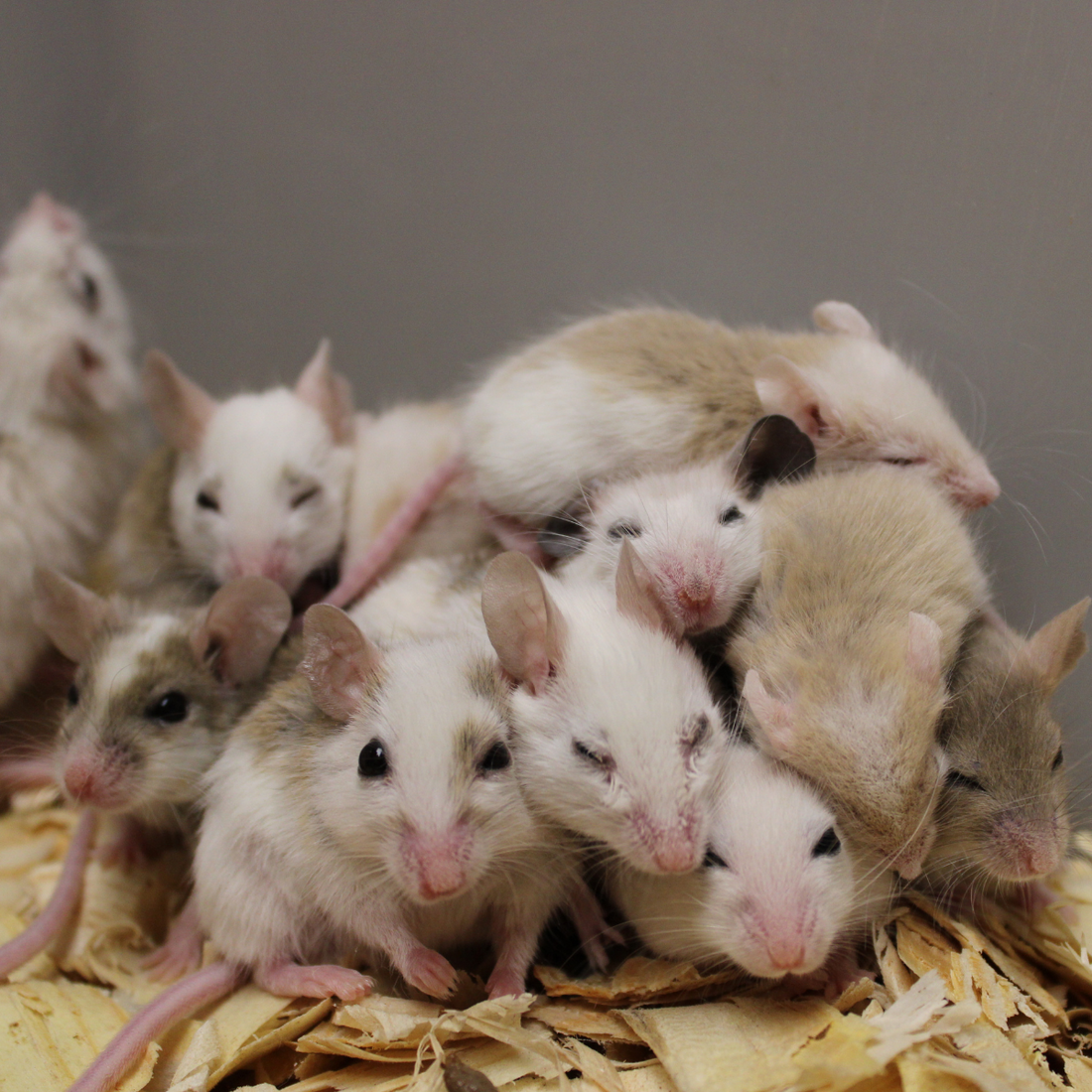 Live African Soft-Furred Rat (ASF): Local Delivery & Pickup South NJ ...