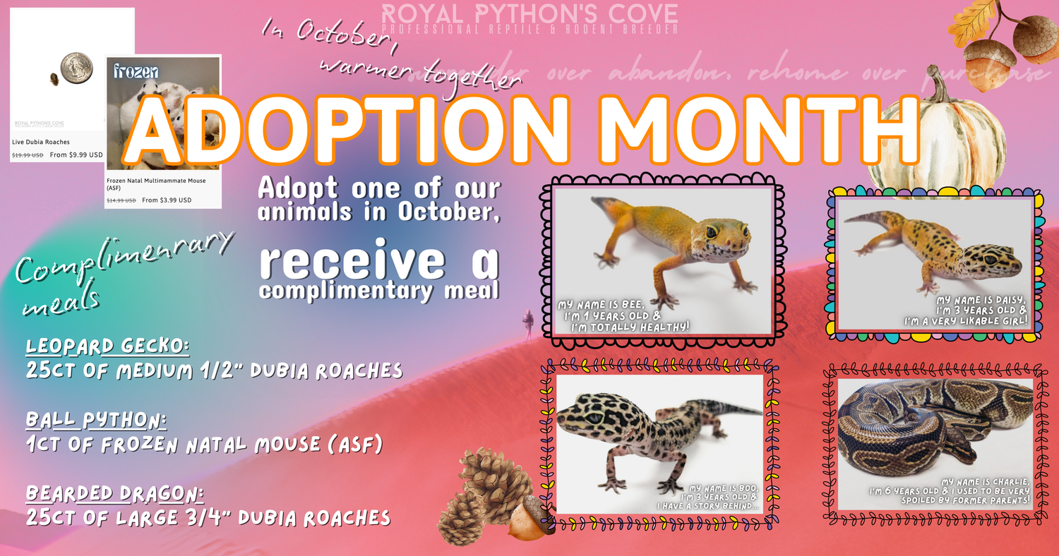 Royal Python’s Cove - reptiles, feeders, care supplies and services ...